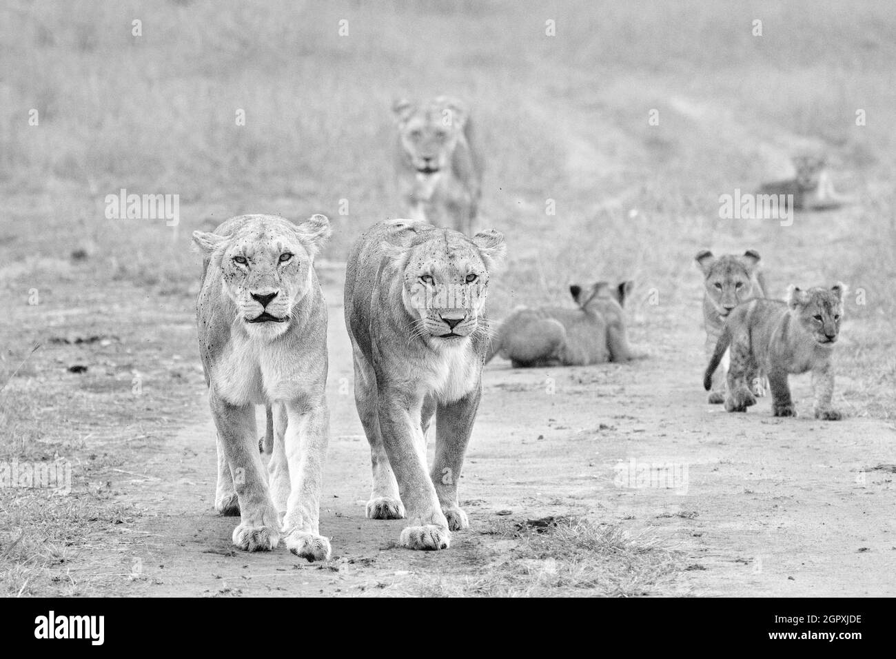 Lion guarding cubs hi-res stock photography and images - Alamy