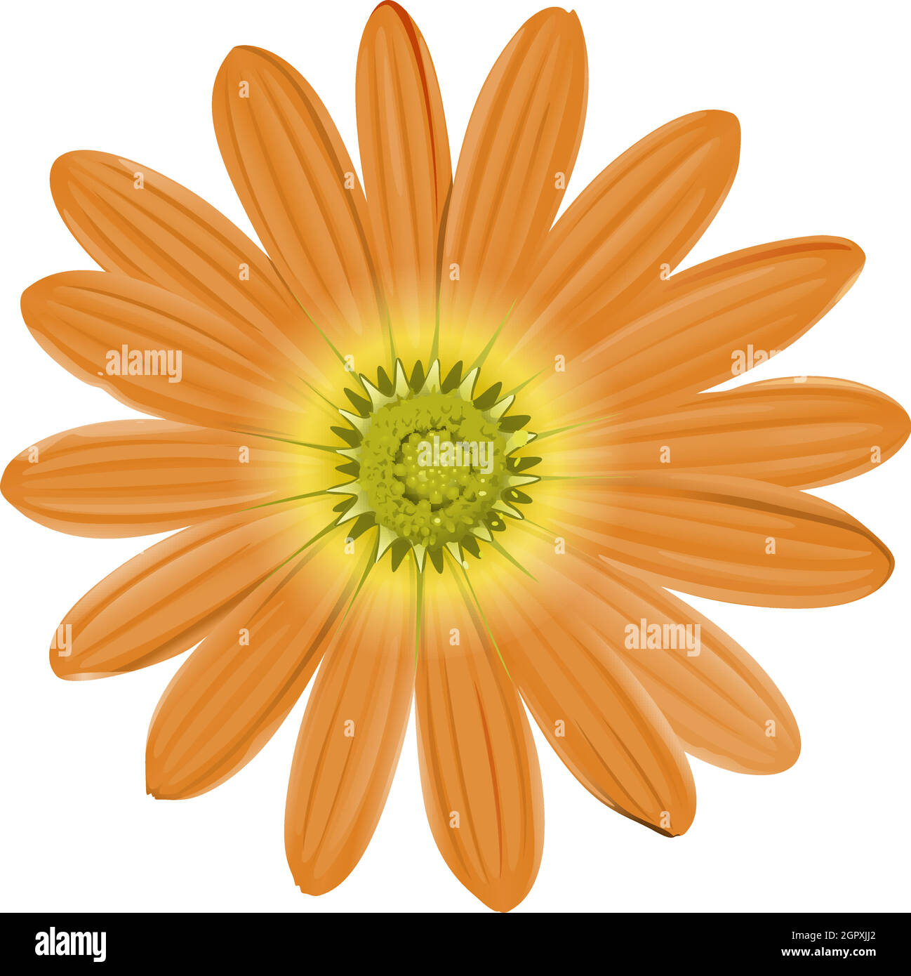 Close up tropical flower Stock Vector Images - Alamy