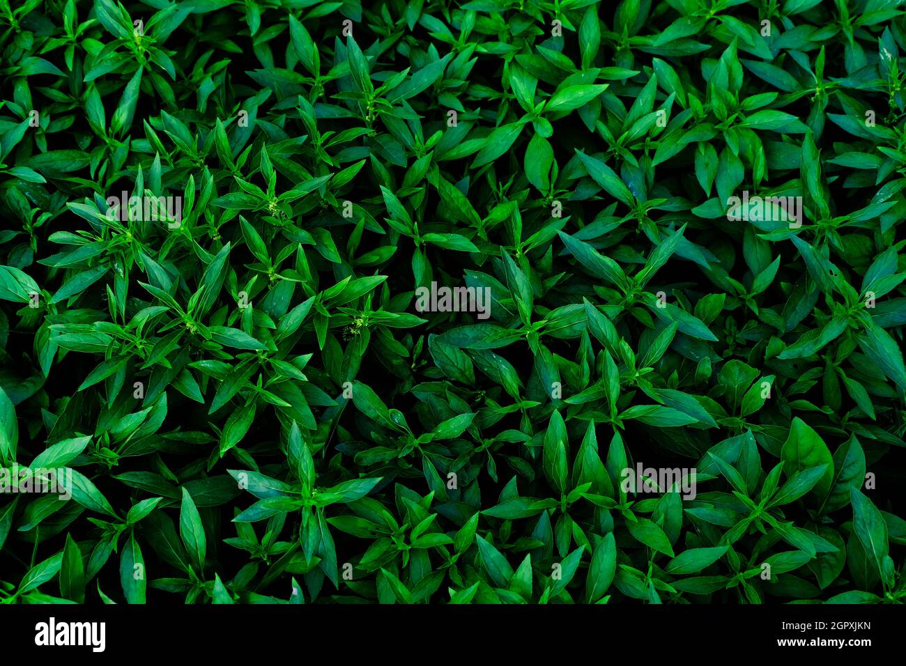 abstract backdrop or fresh green leaves texture background, monsoon ...