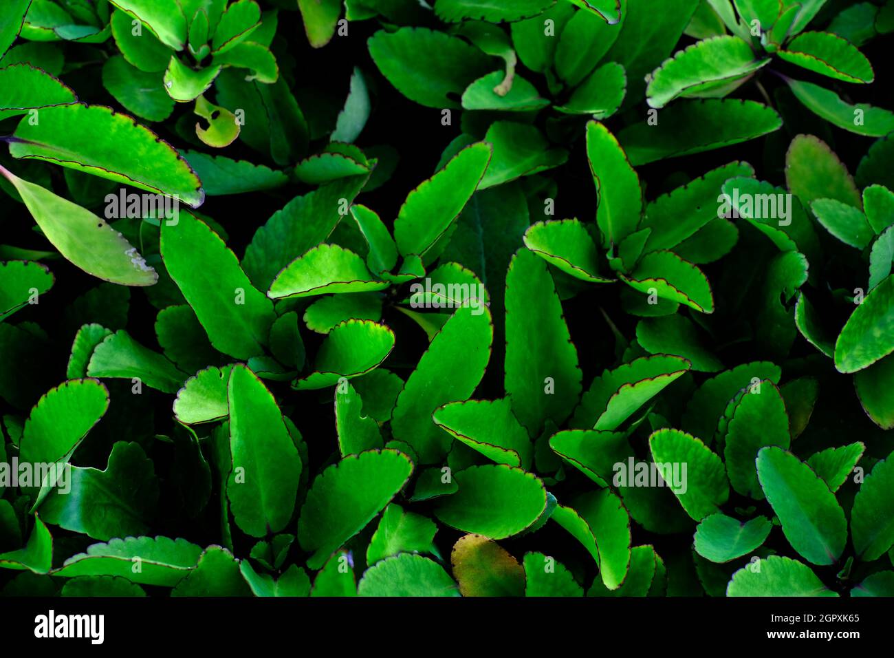 abstract backdrop or fresh green leaves texture background, monsoon ...