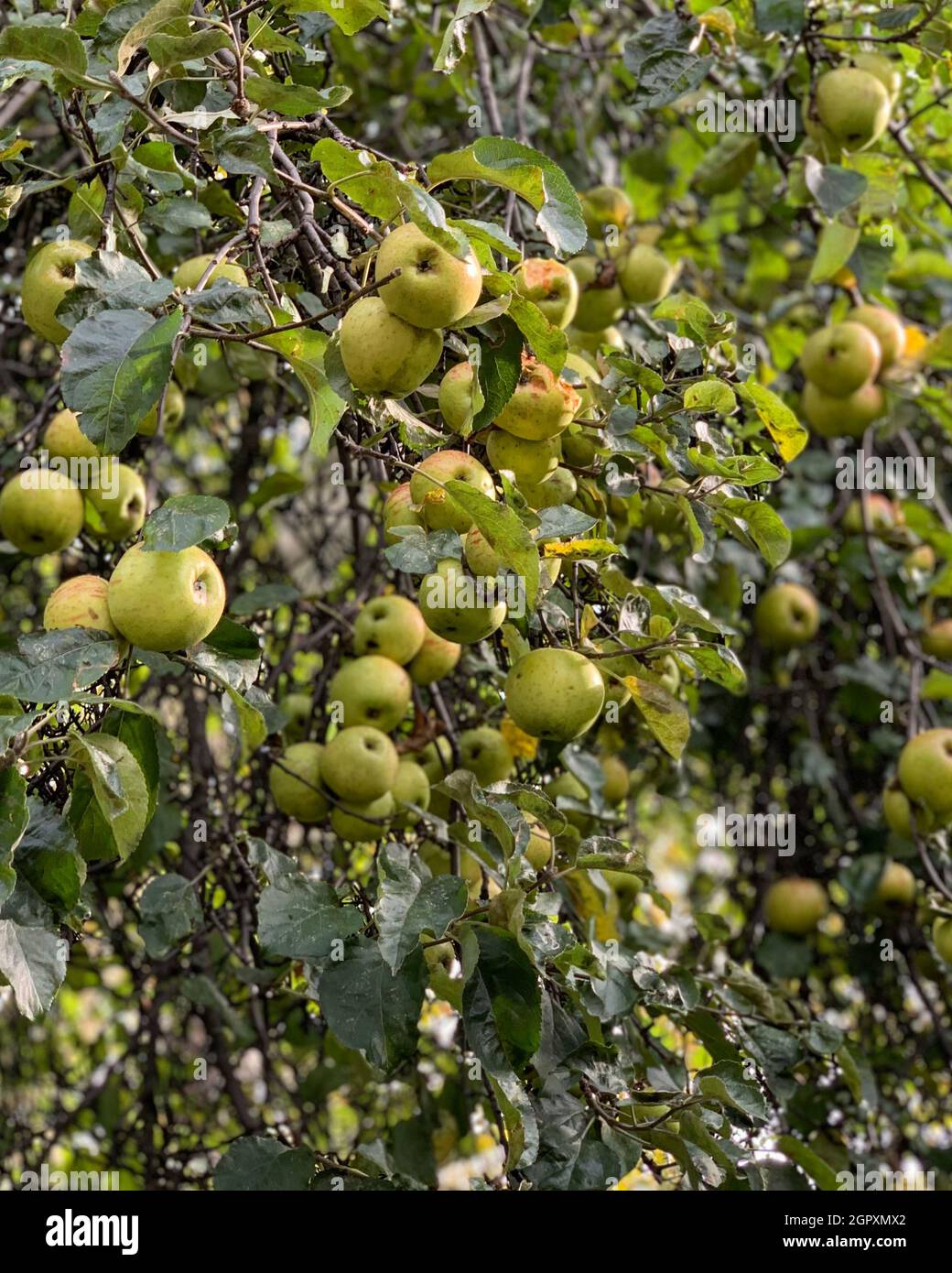 Apple Victoria Square High Resolution Stock Photography and Images - Alamy