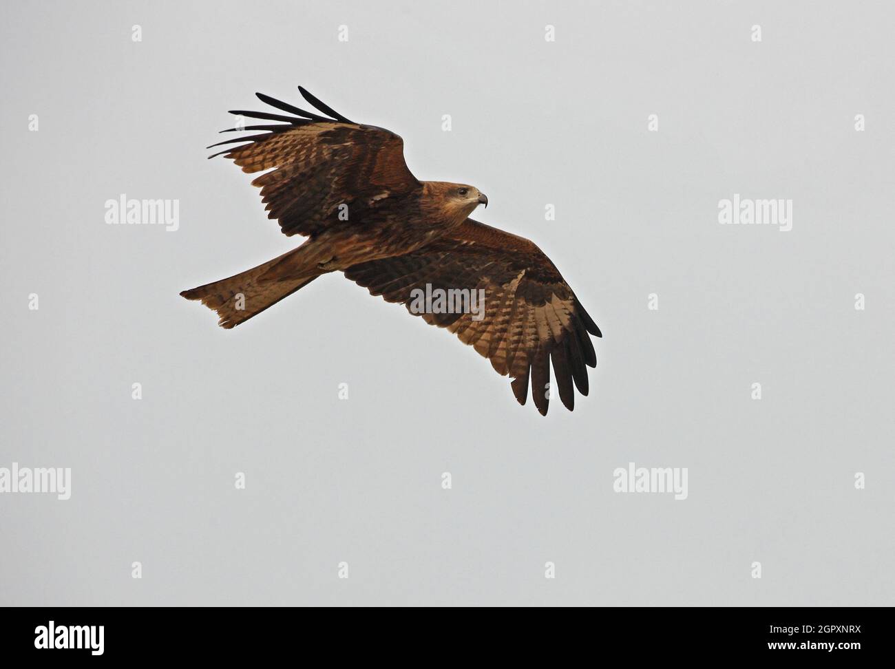 Black Eared Kite Milvus Migrans Lineatus Adult High Resolution Stock ...