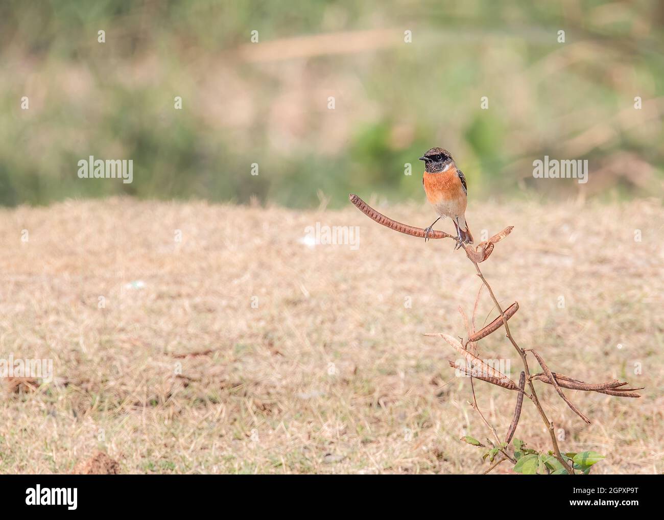 Balance chat hi-res stock photography and images - Alamy