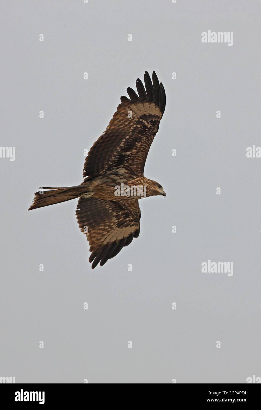 Black-eared Kite (Milvus migrans lineatus) juvenile in flight Guwahati ...