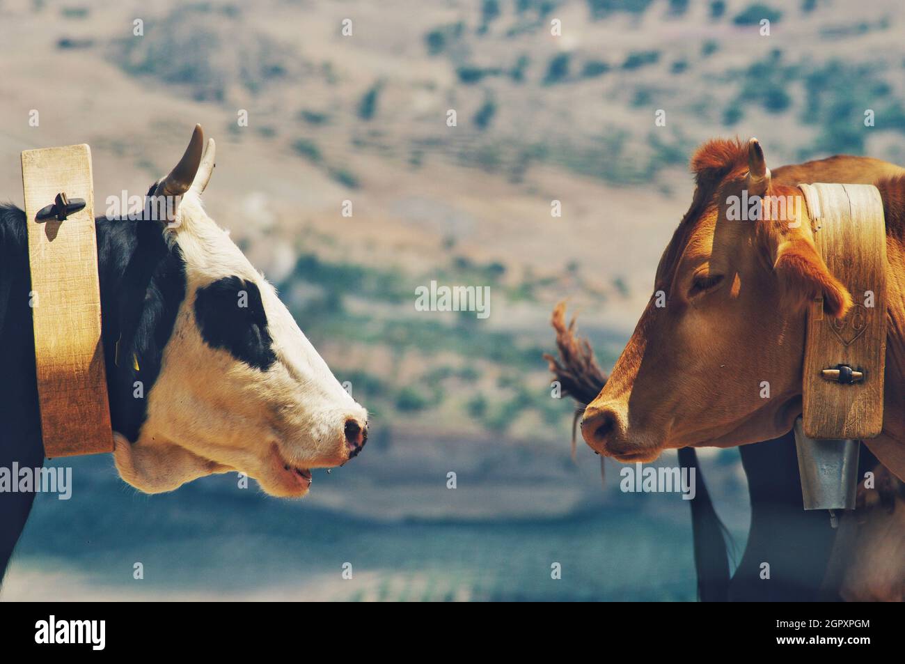 View Of Two Cows Stock Photo - Alamy