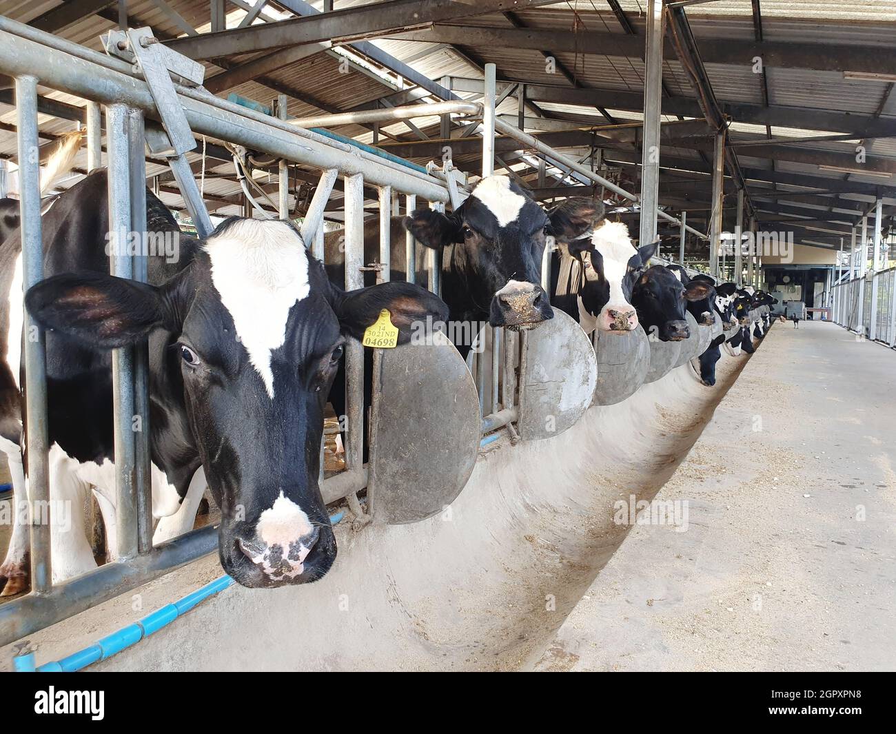 Stag cows hi-res stock photography and images - Alamy