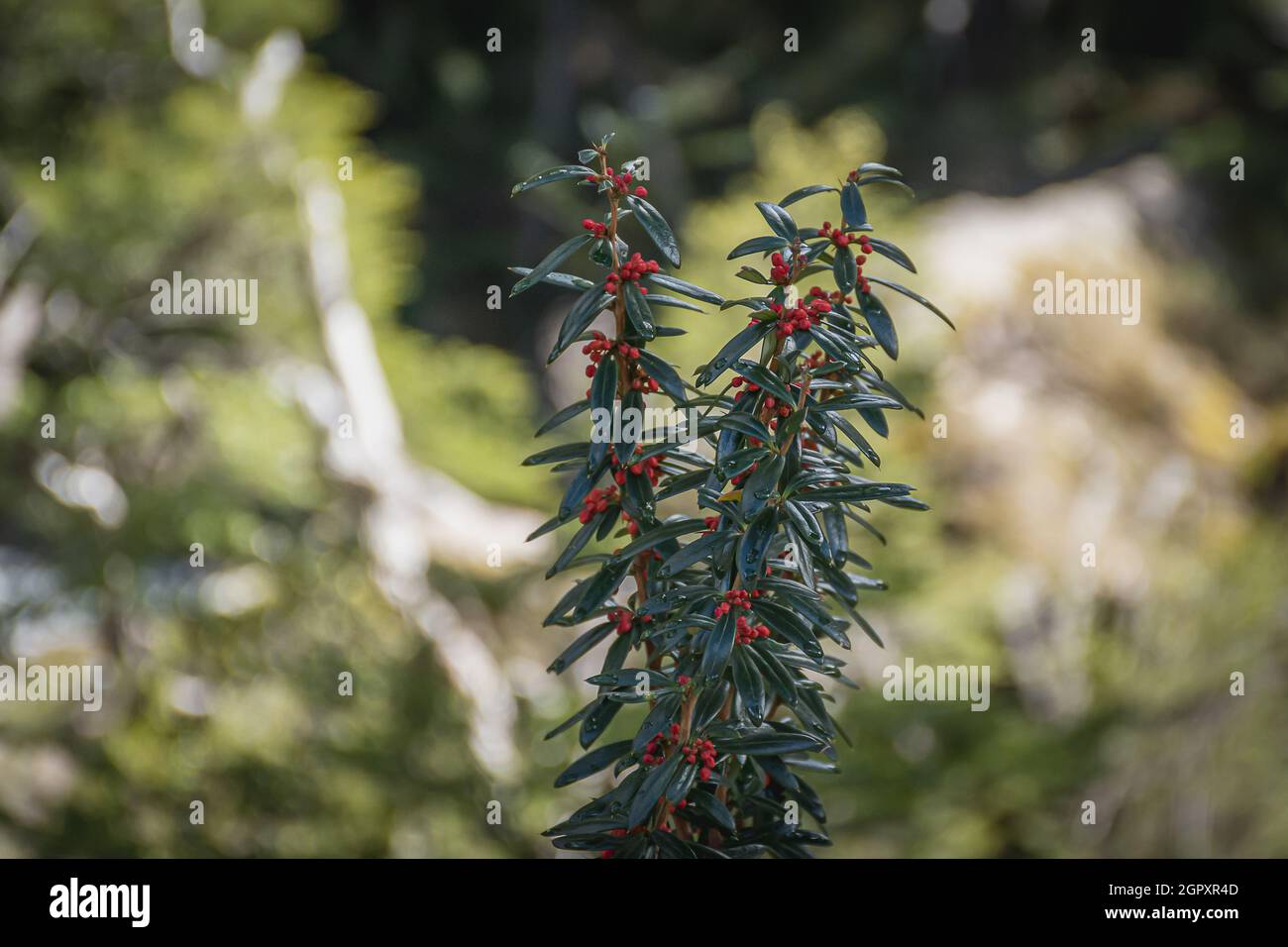 Yew with fruits, tree that grows in the Andes mountain range, on the ...