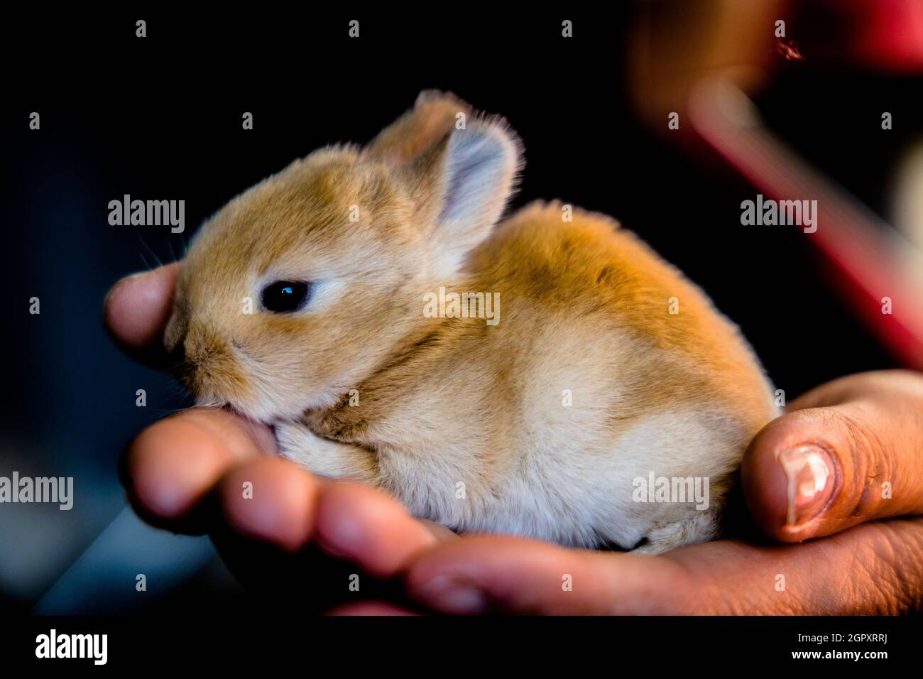 Bunny kingdom hi-res stock photography and images - Alamy