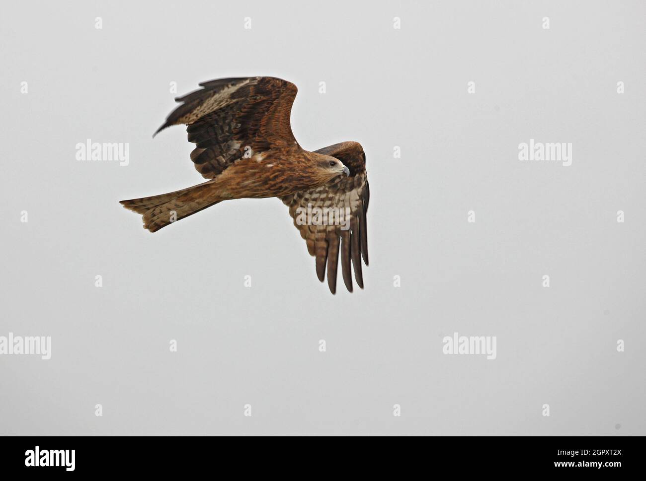 Black-eared Kite (Milvus migrans lineatus) immature in flight Guwahati ...
