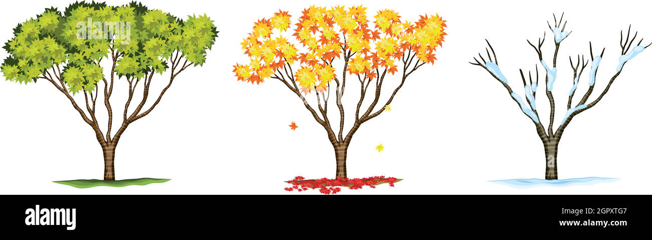Tree in different seasons Stock Vector Image & Art - Alamy