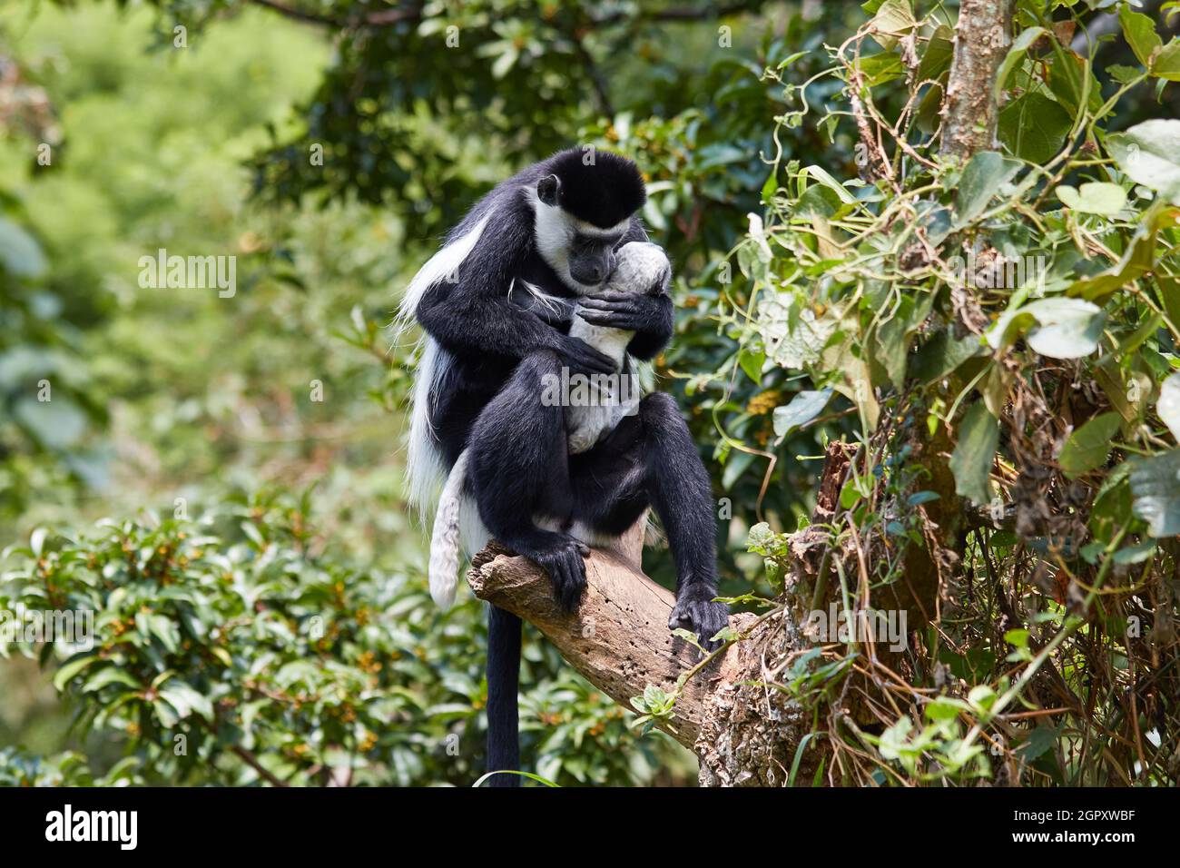 Child animal black and white hi-res stock photography and images - Alamy