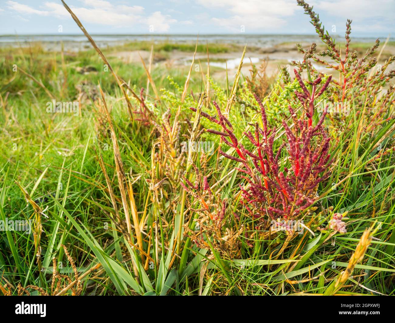 Close-up of the European samphire (lat: Salicornia europaea) on the ...