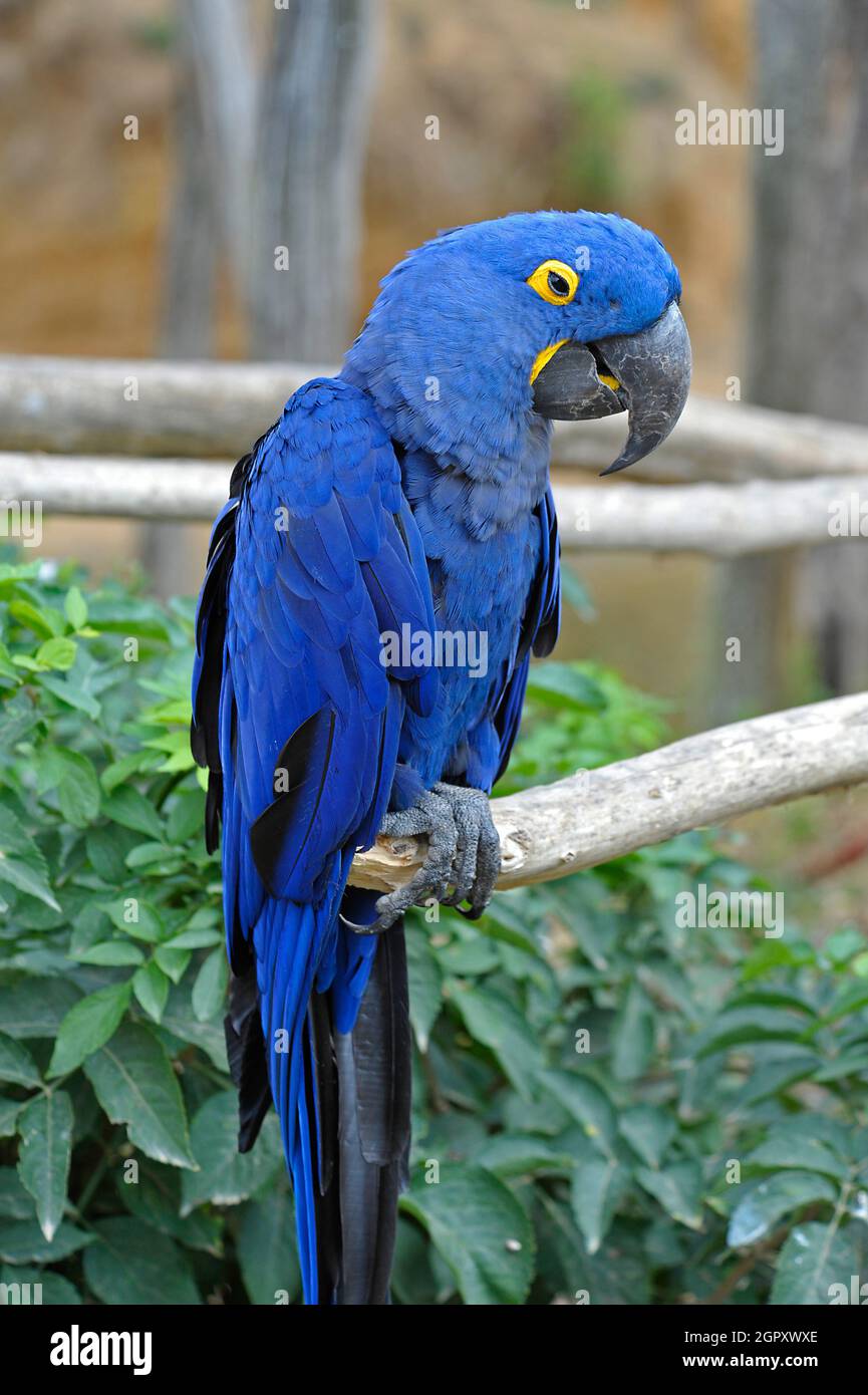 Nut cracking beak hi-res stock photography and images - Alamy