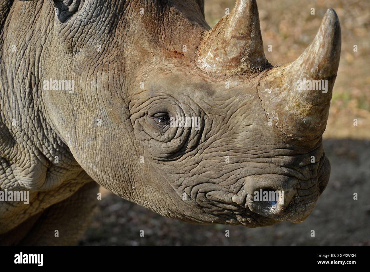 Hooked lip rhinoceros hi-res stock photography and images - Alamy
