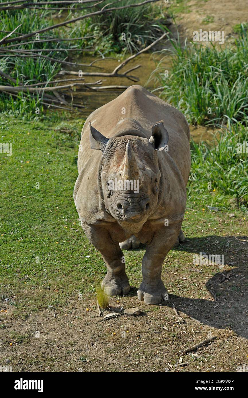 Black rhinoceros running hi-res stock photography and images - Alamy