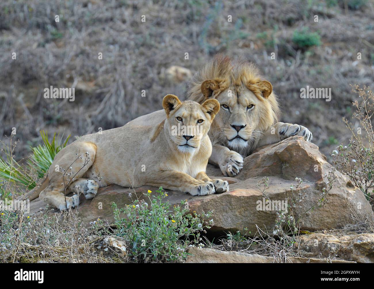 Male and Female Lions Stock Photo - Alamy