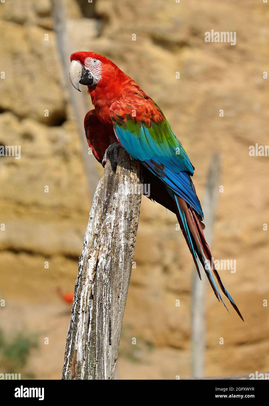 Red macaw face hi-res stock photography and images - Alamy