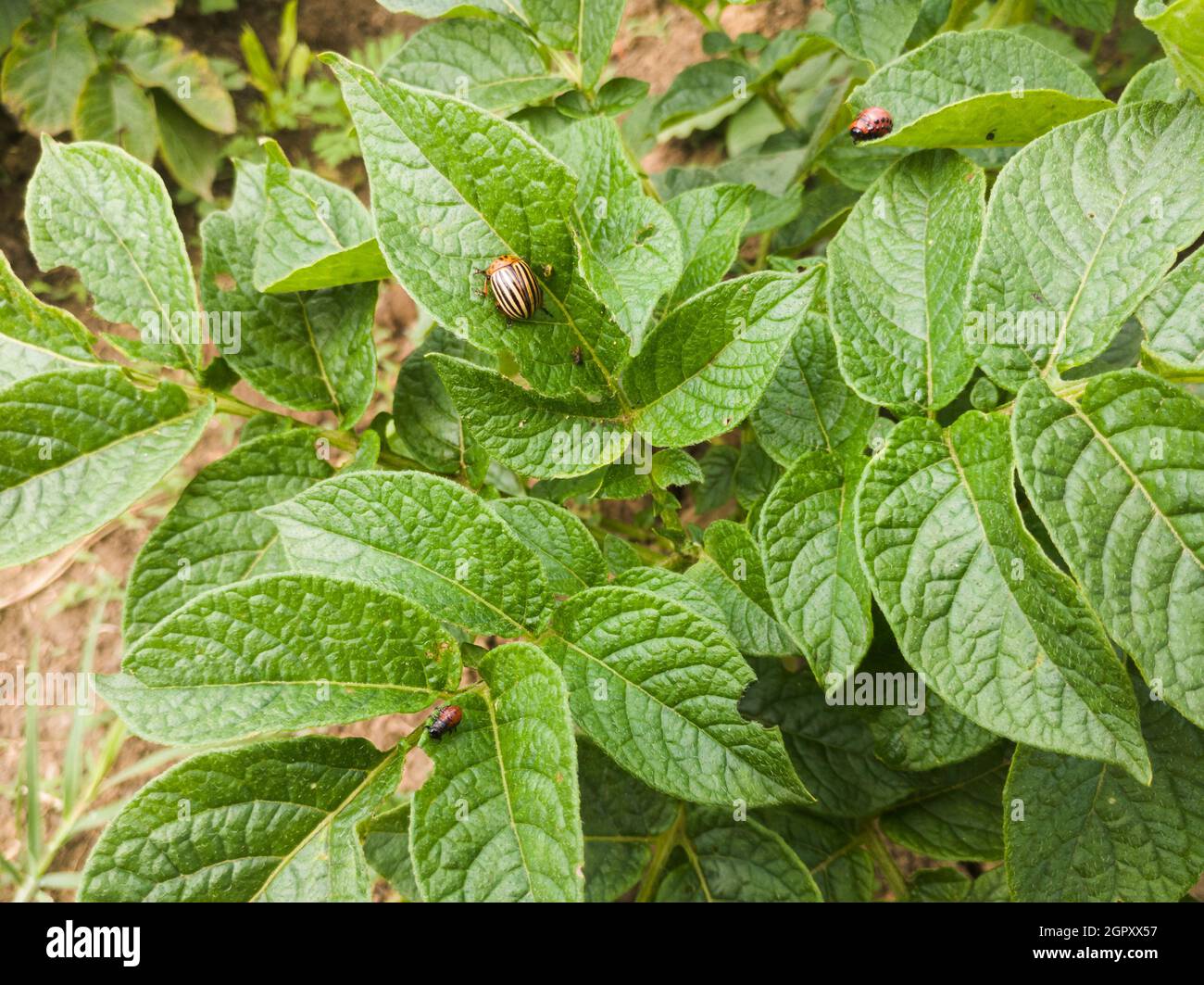 Root eating beetle hi-res stock photography and images - Alamy