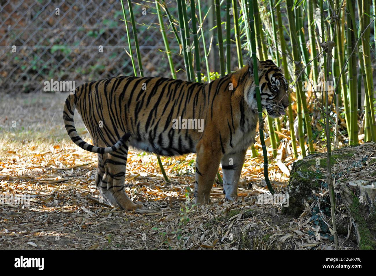Coat tiger hi-res stock photography and images - Alamy