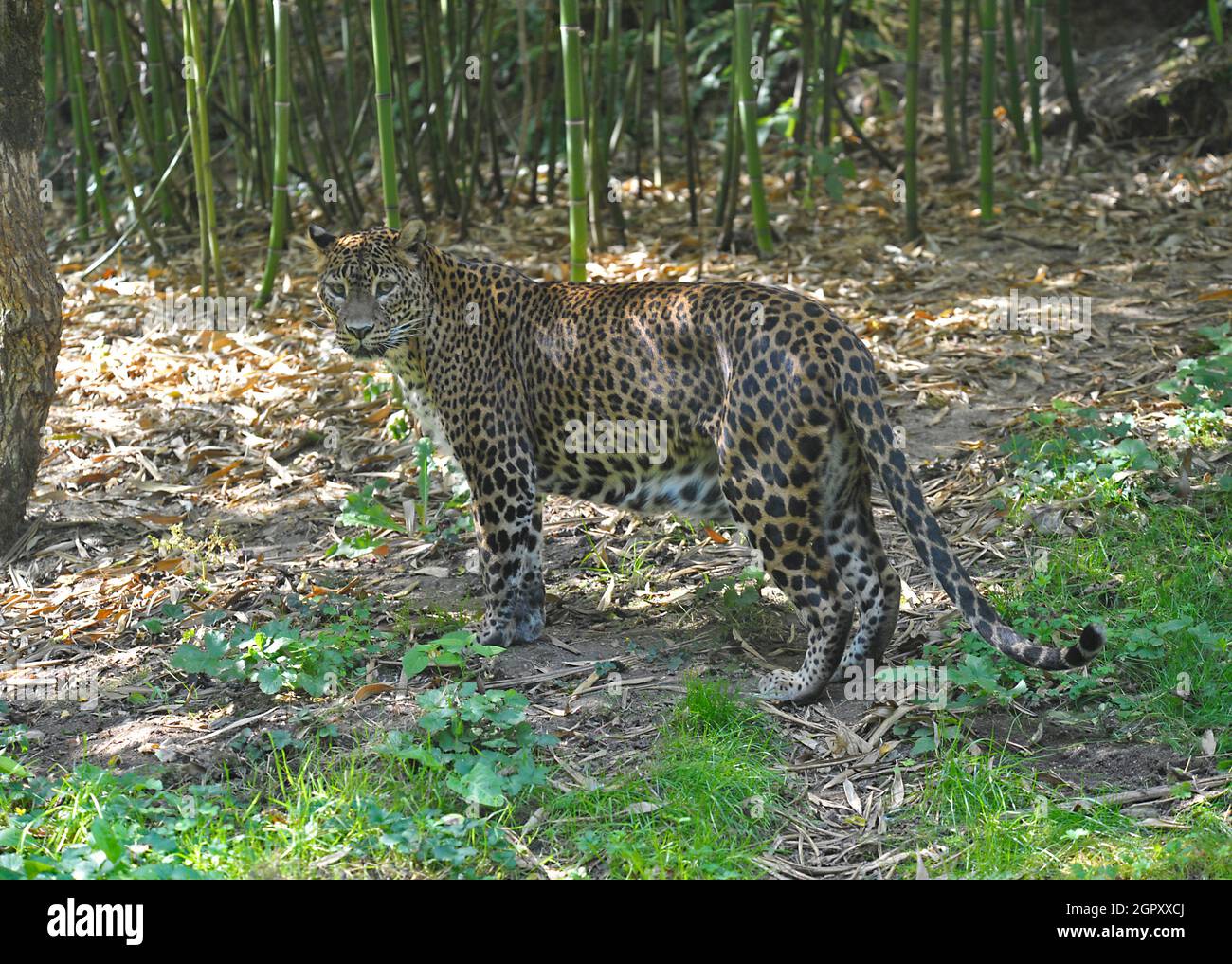 Four leopard hi-res stock photography and images - Alamy