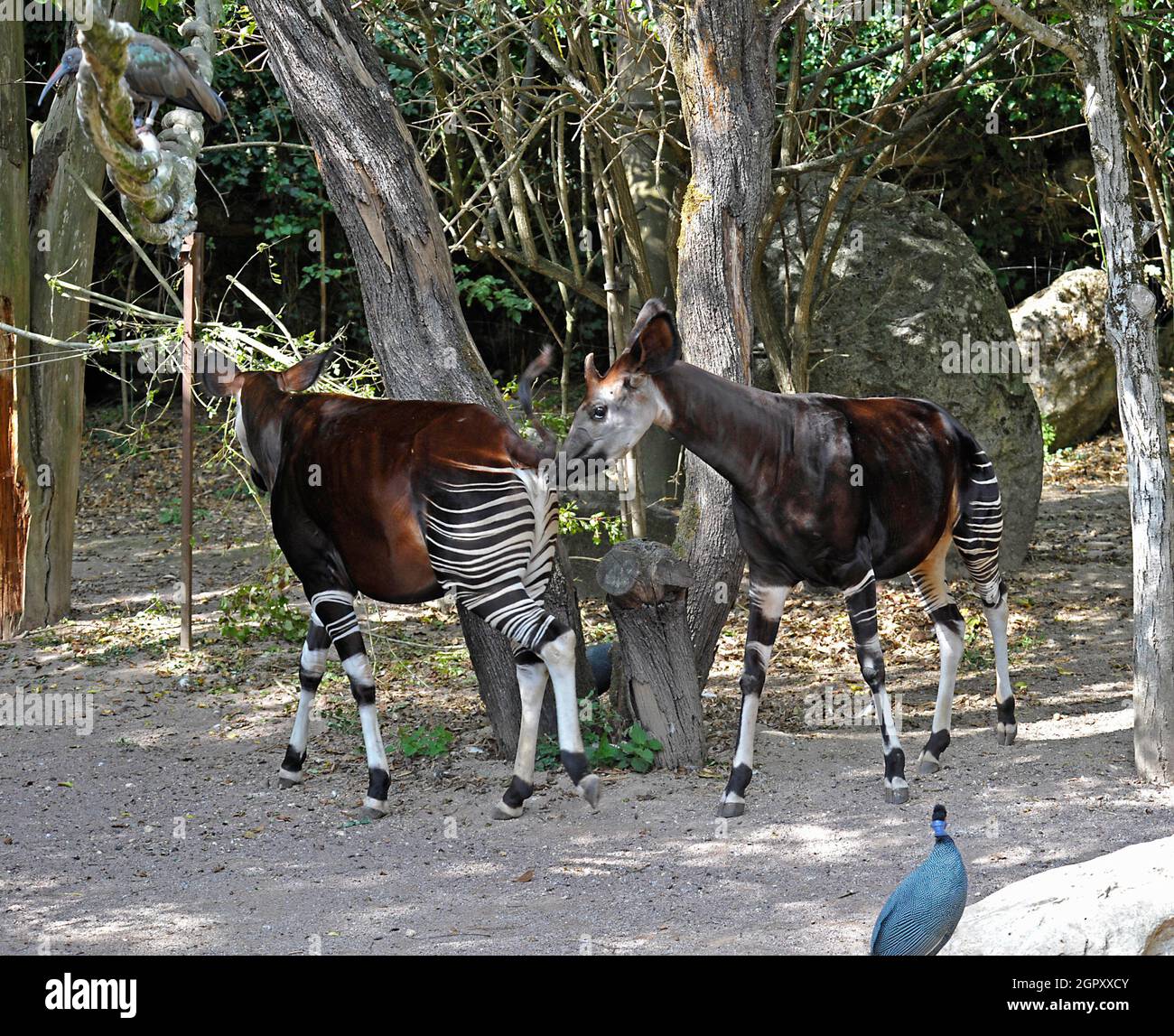 Pair of Okapis Stock Photo - Alamy