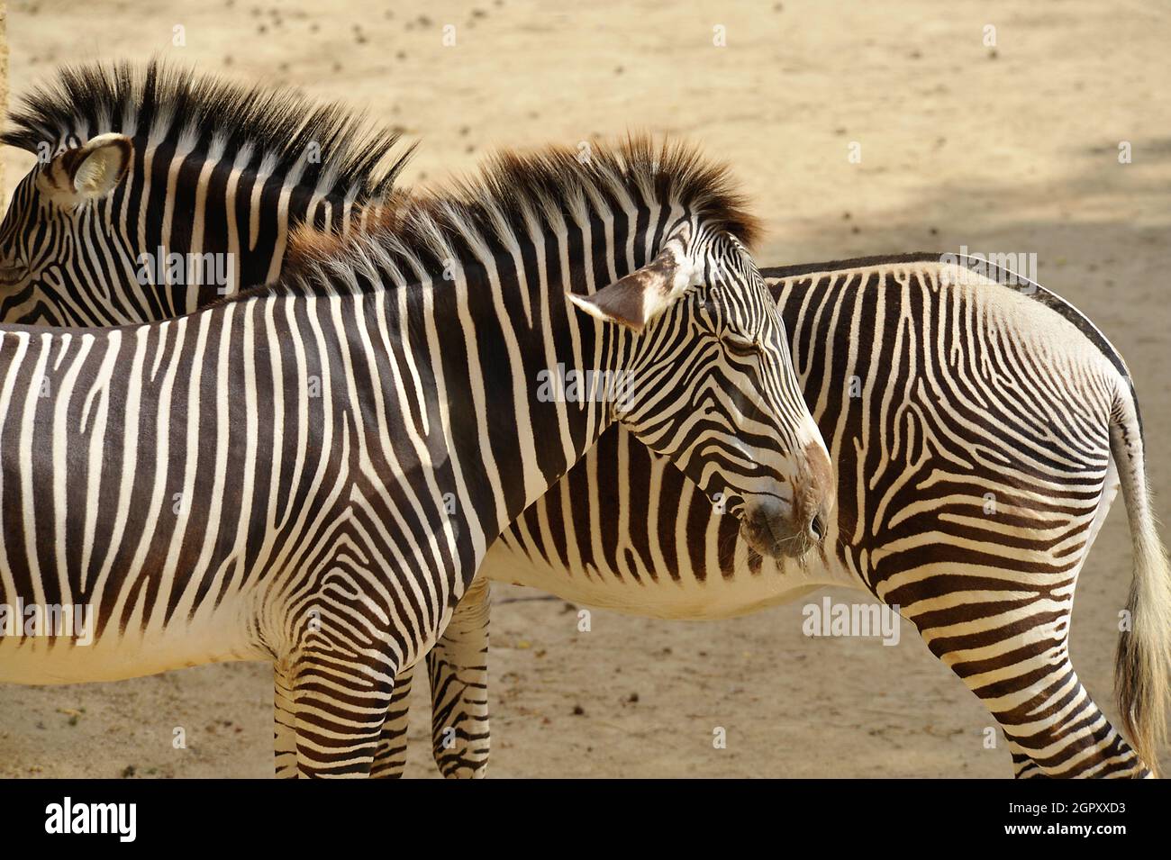 Camouflage markings patterns hi-res stock photography and images - Alamy