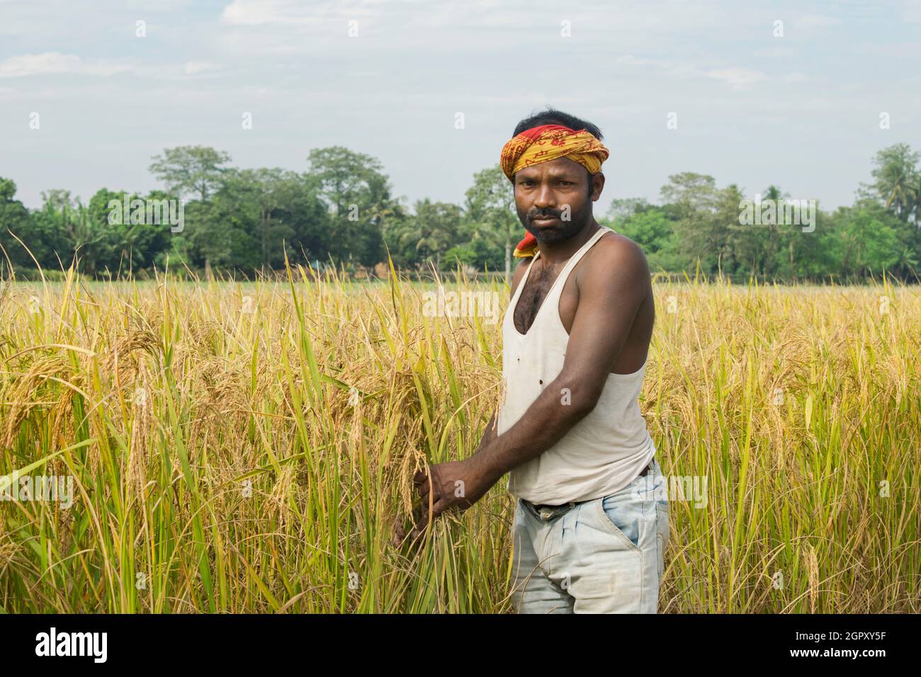 Farmer Standing At Rice Field Holding Rice Paddy Stock Photo - Alamy