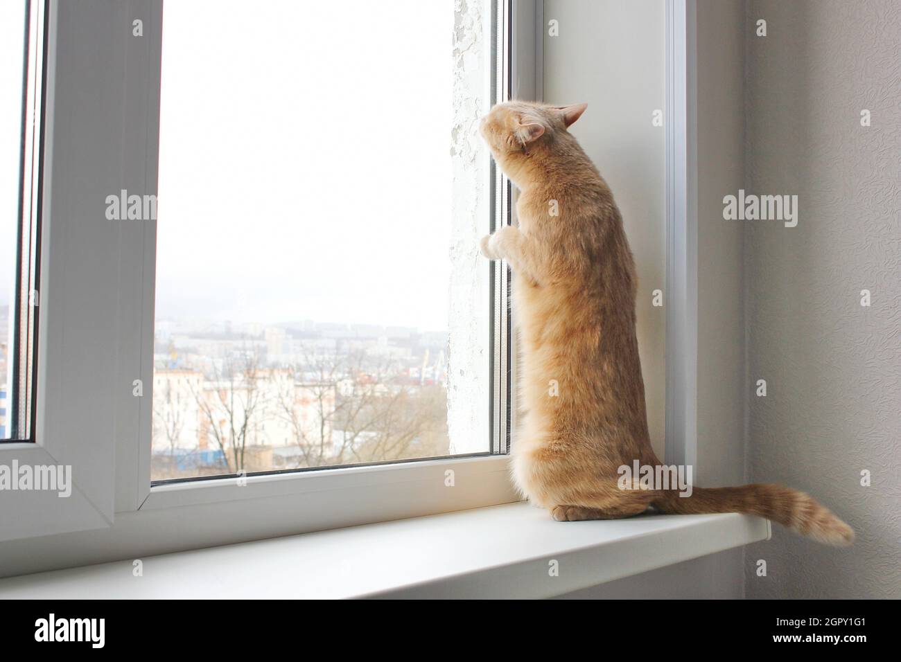 Cat Standing Looking Out Window
