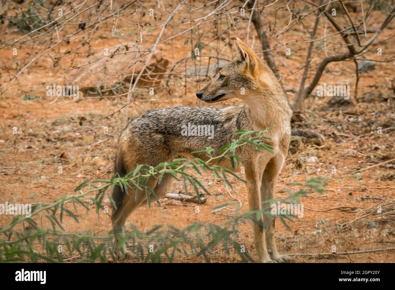 Chasing A Fox While Fox's Chasing It's Prey Stock Photo - Alamy