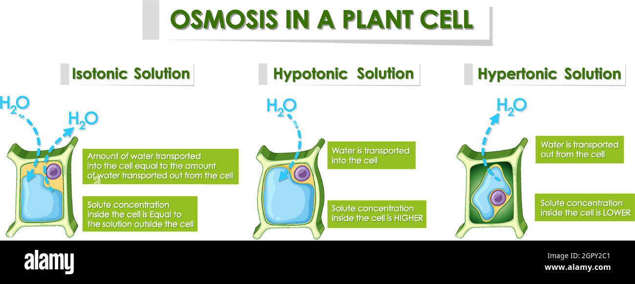 Diagram showing osmosis in plant cell Stock Vector Image & Art - Alamy