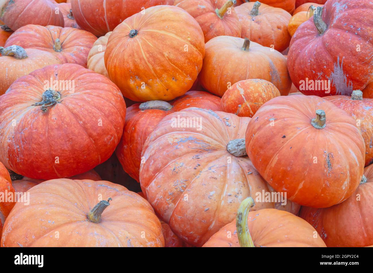Cinderella pumpkins hi-res stock photography and images - Alamy