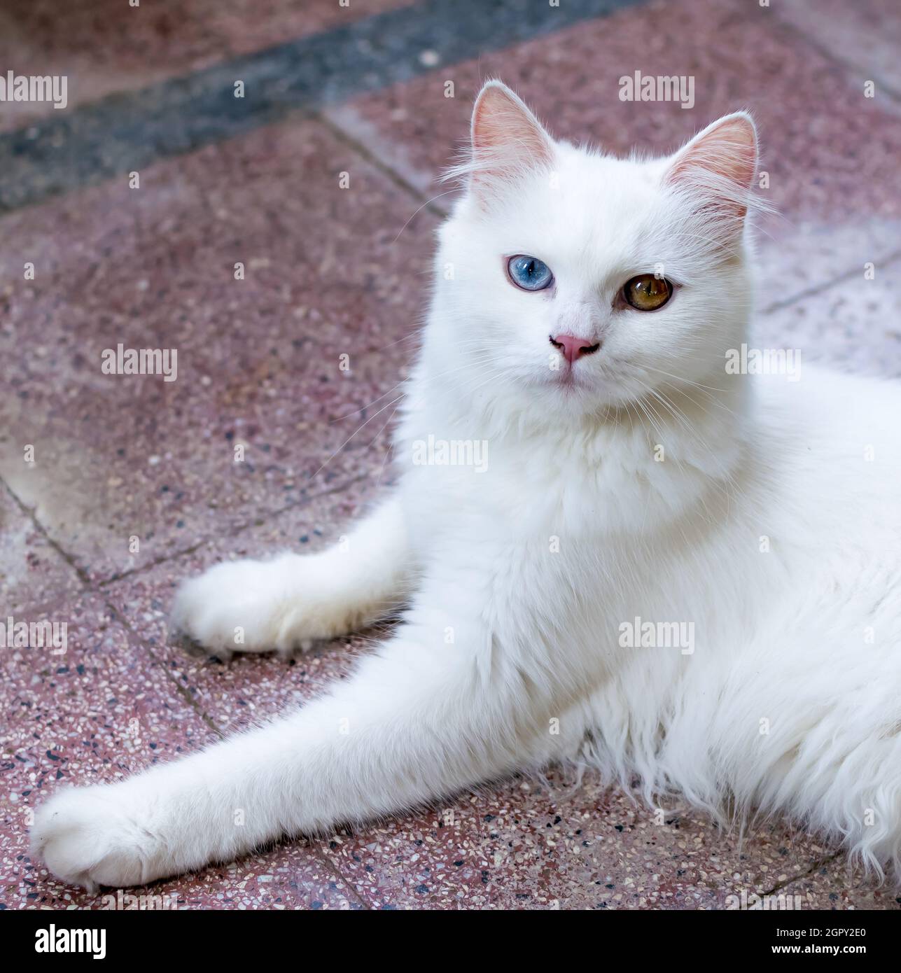 Small to medium sized domestic animals hi-res stock photography and ...