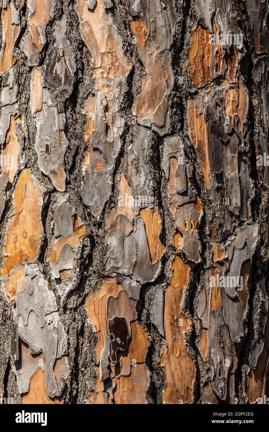 Cerebral trunk hi-res stock photography and images - Alamy