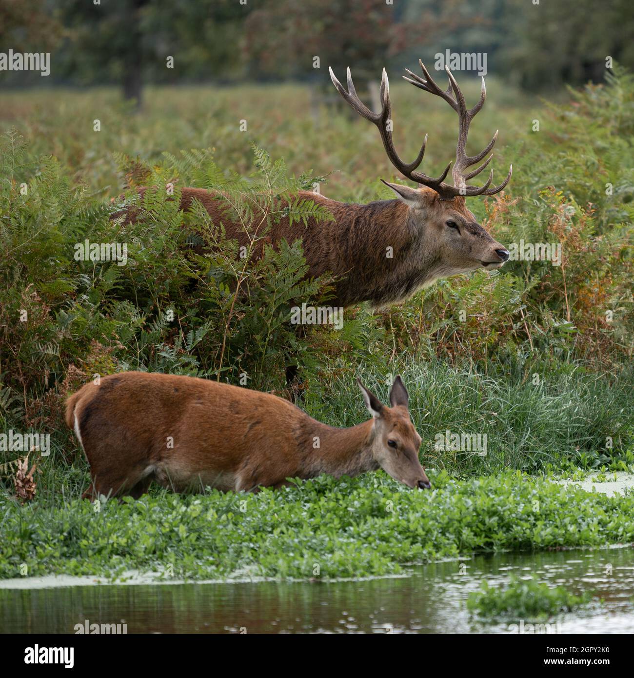 Deer Relaxing In Grass Stock Photo - Alamy
