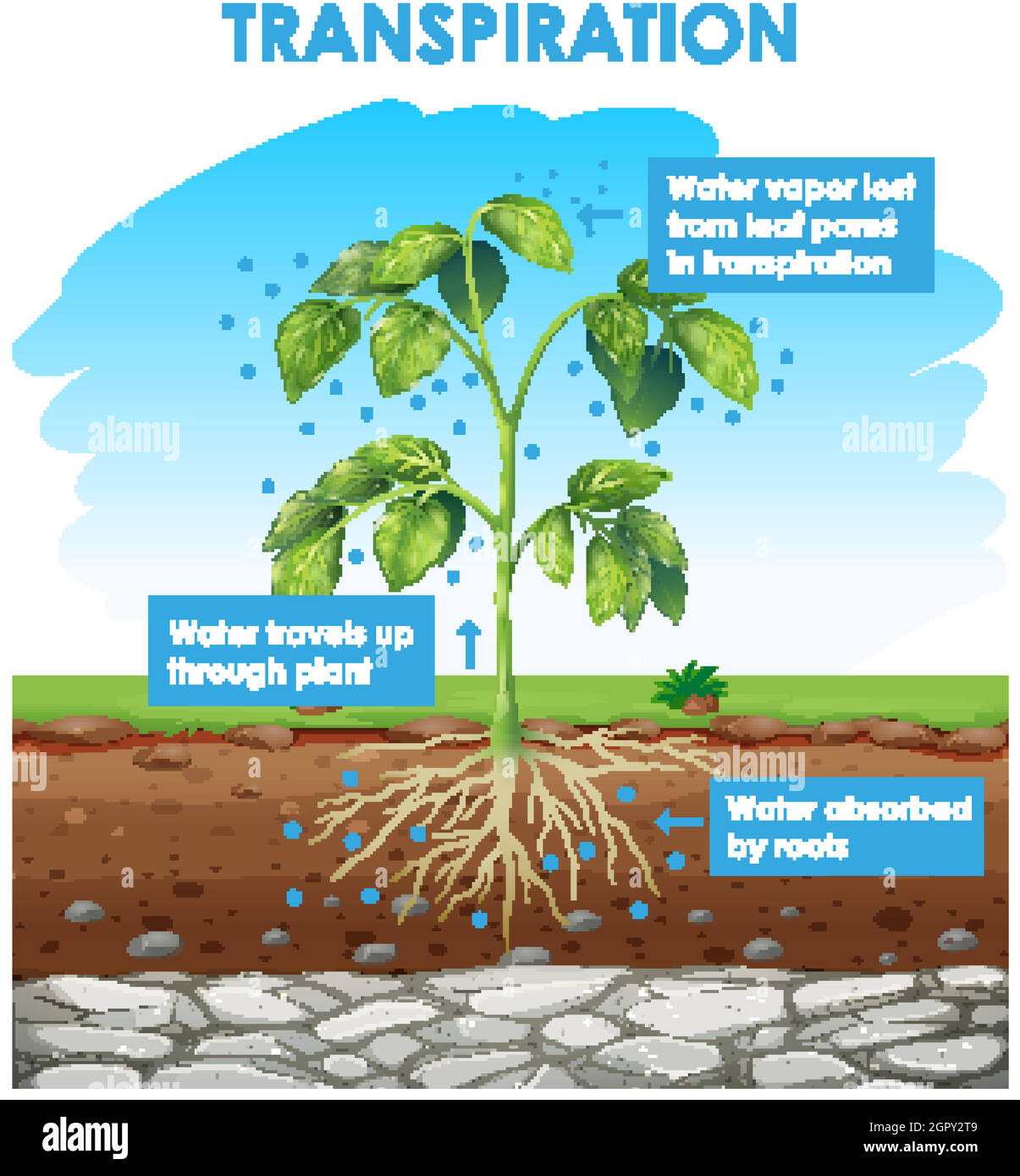 Diagram showing transpiration in plant Stock Vector Image & Art - Alamy