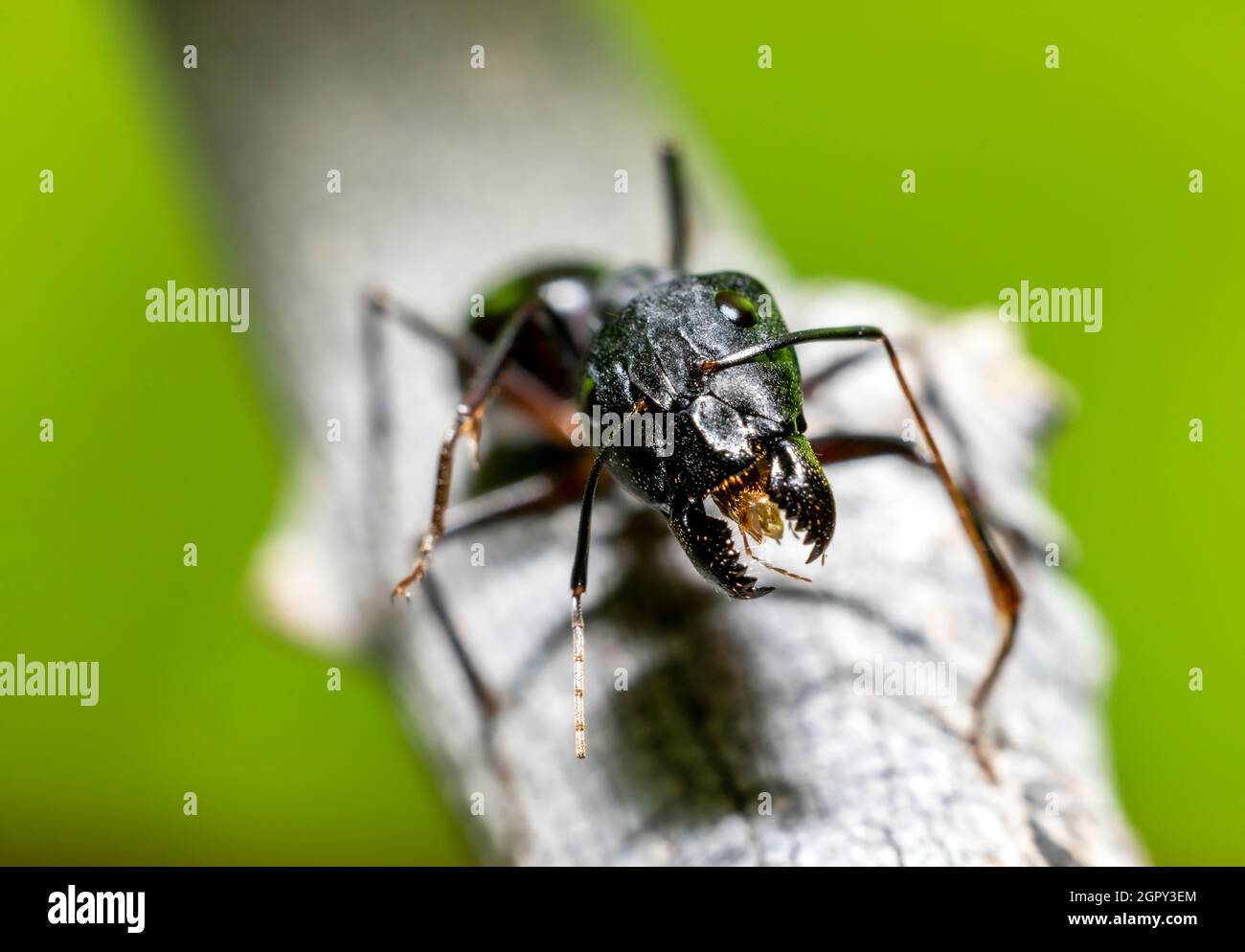 Giant Leaf Cutter Ant High Resolution Stock Photography and Images - Alamy