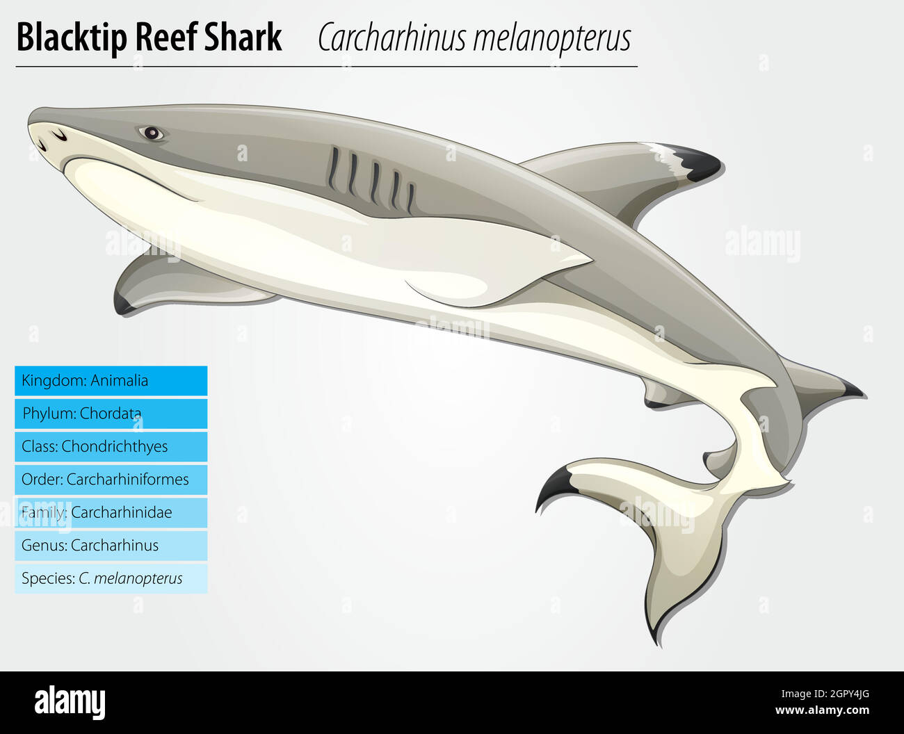 Chondrichthyes Diagram