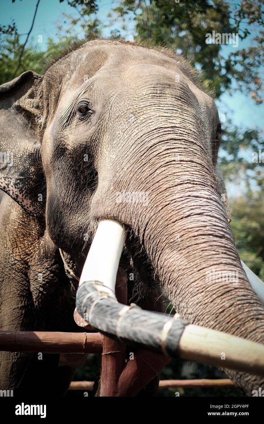 Asian elephant, face front hi-res stock photography and images - Alamy