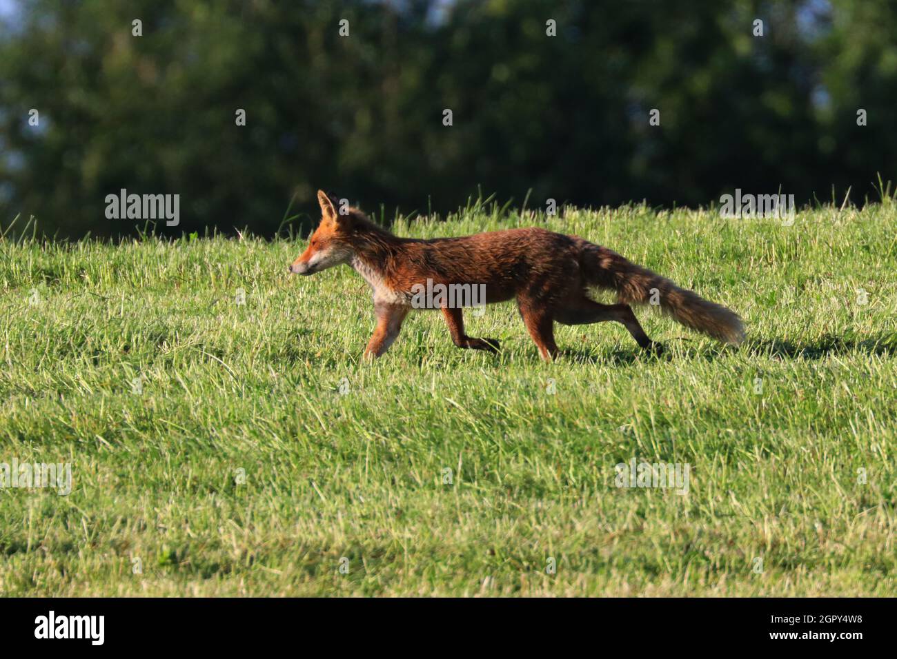 Side view red fox running hi-res stock photography and images - Alamy