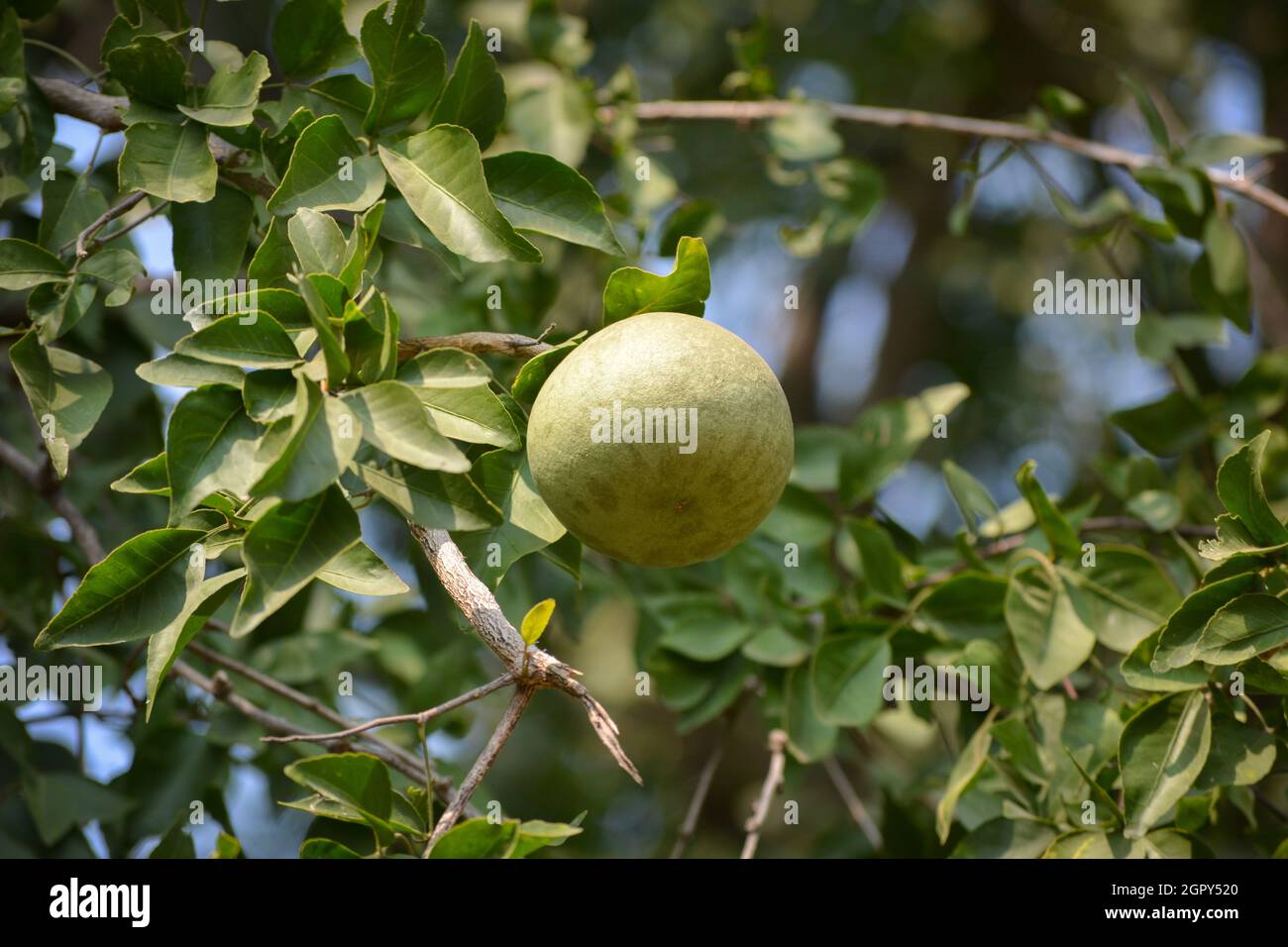 Indian bael tree hi-res stock photography and images - Alamy