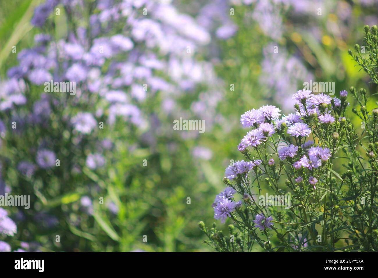 Margaret Flower High Resolution Stock Photography and Images - Alamy