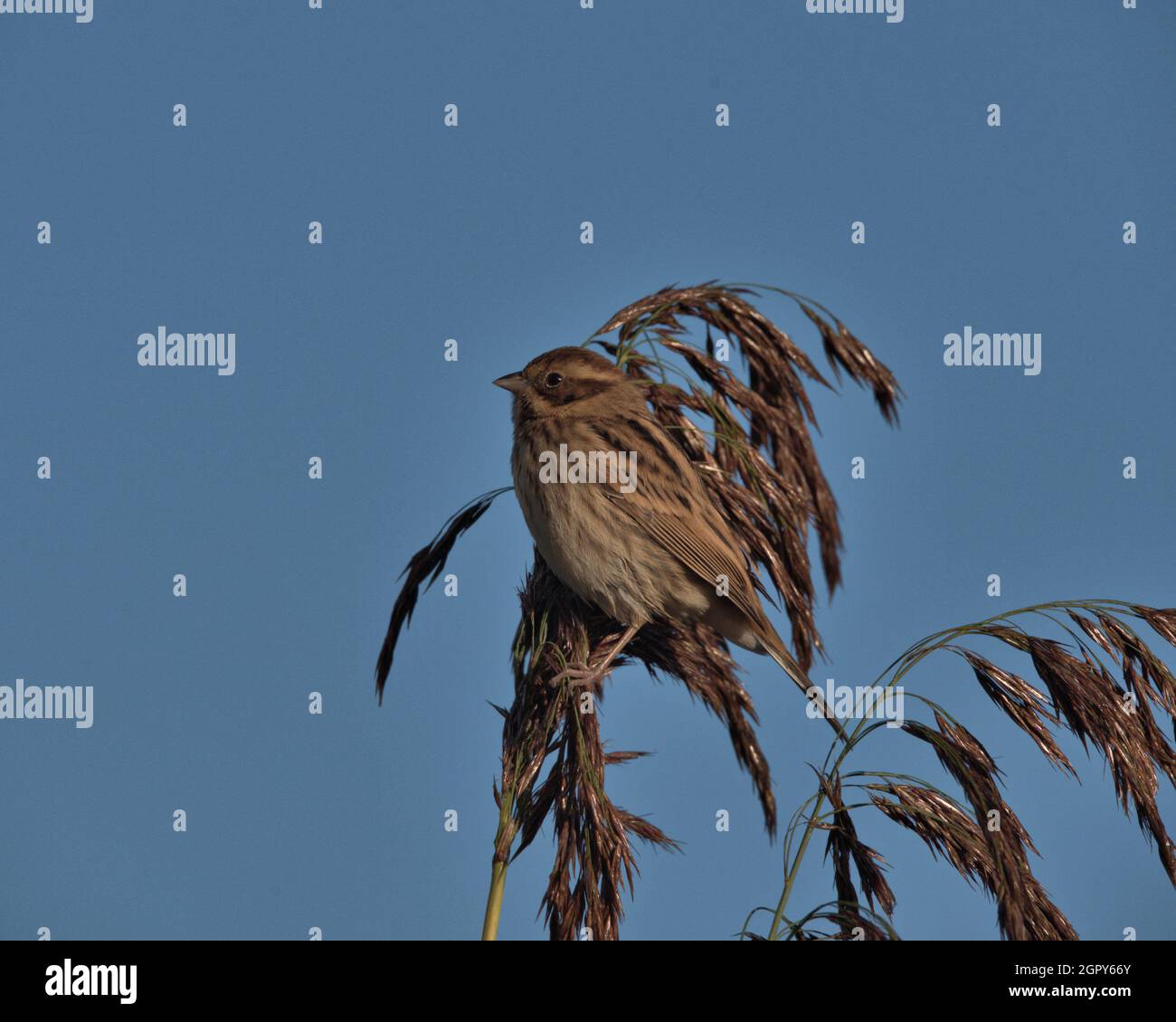 Reed bed bird hi-res stock photography and images - Alamy