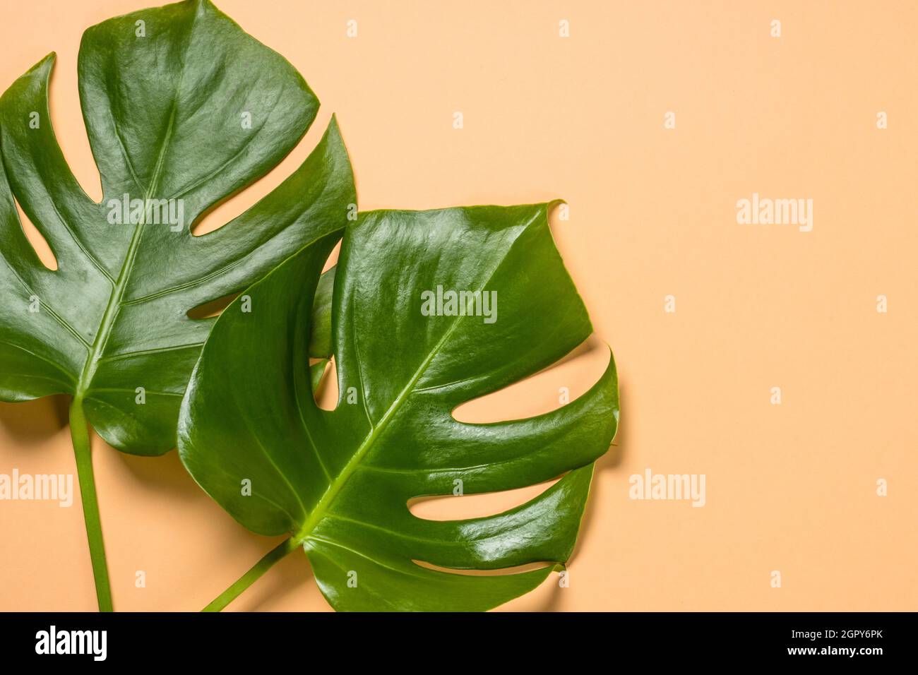 Fresh monstera leaf at color background Stock Photo - Alamy