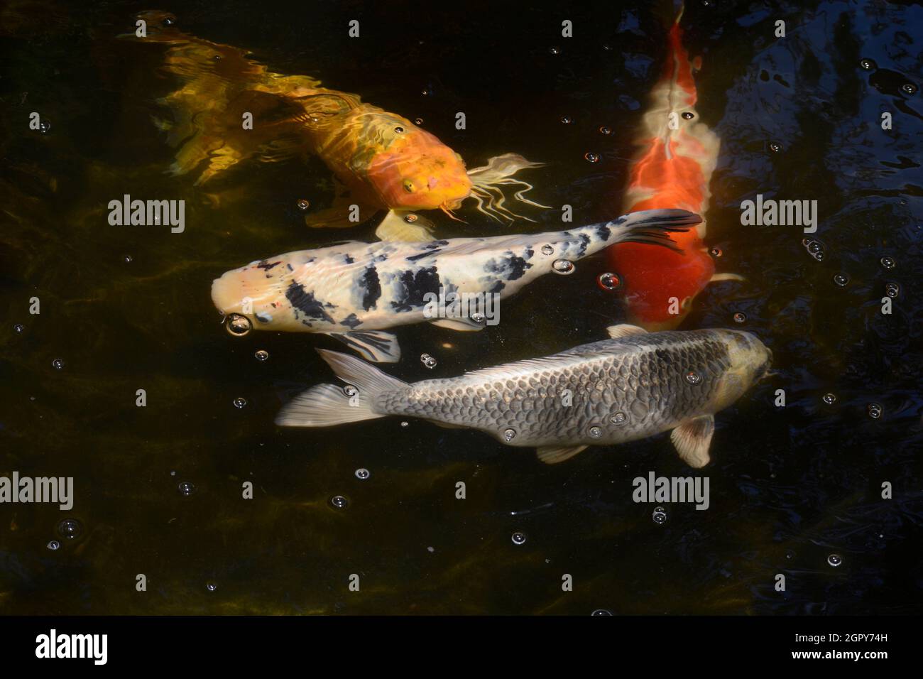 Koi fish, colorful varieties of the Amur carp (Cyprinus rubrofuscus) in ...