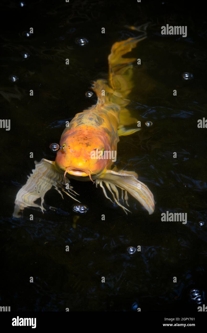 Koi fish, colorful varieties of the Amur carp (Cyprinus rubrofuscus) in ...