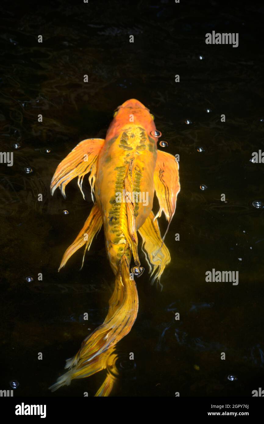 Koi fish, colorful varieties of the Amur carp (Cyprinus rubrofuscus) in ...