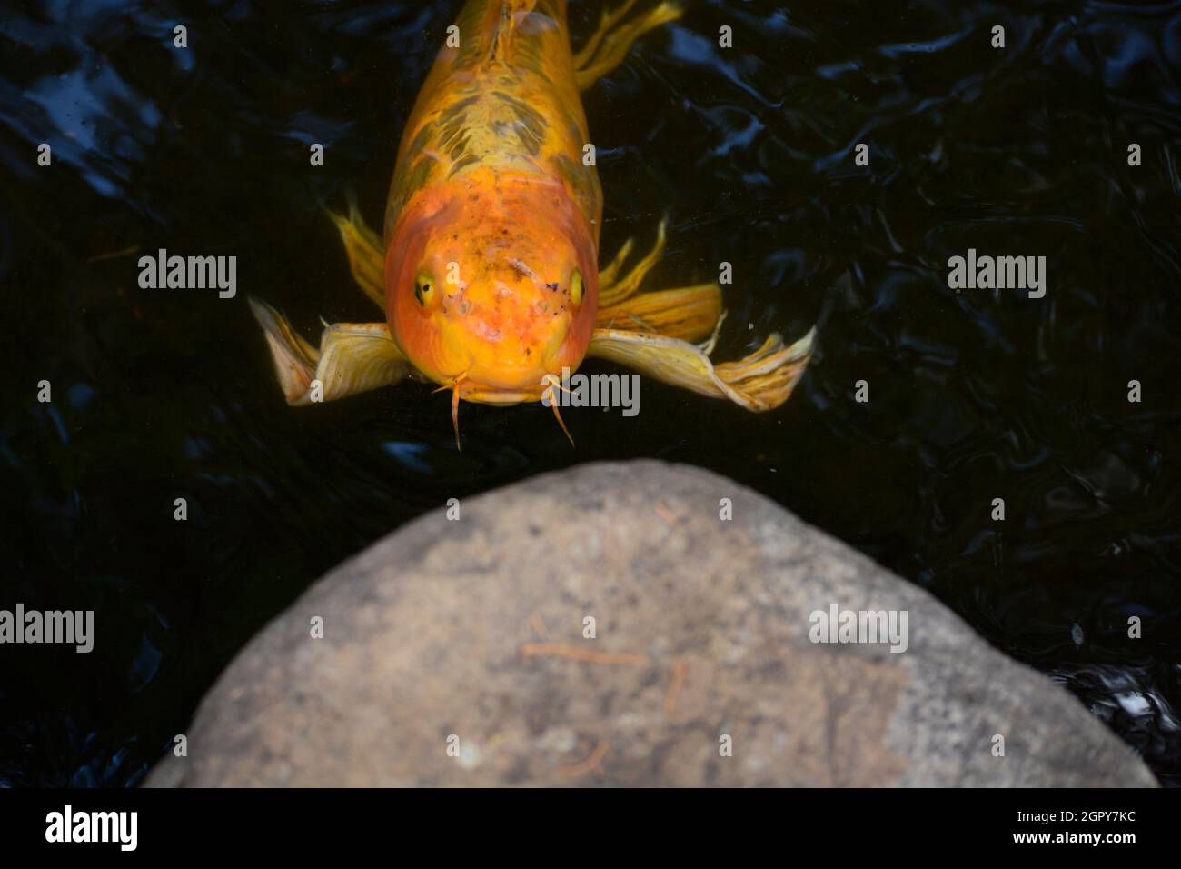 Koi fish, colorful varieties of the Amur carp (Cyprinus rubrofuscus) in ...