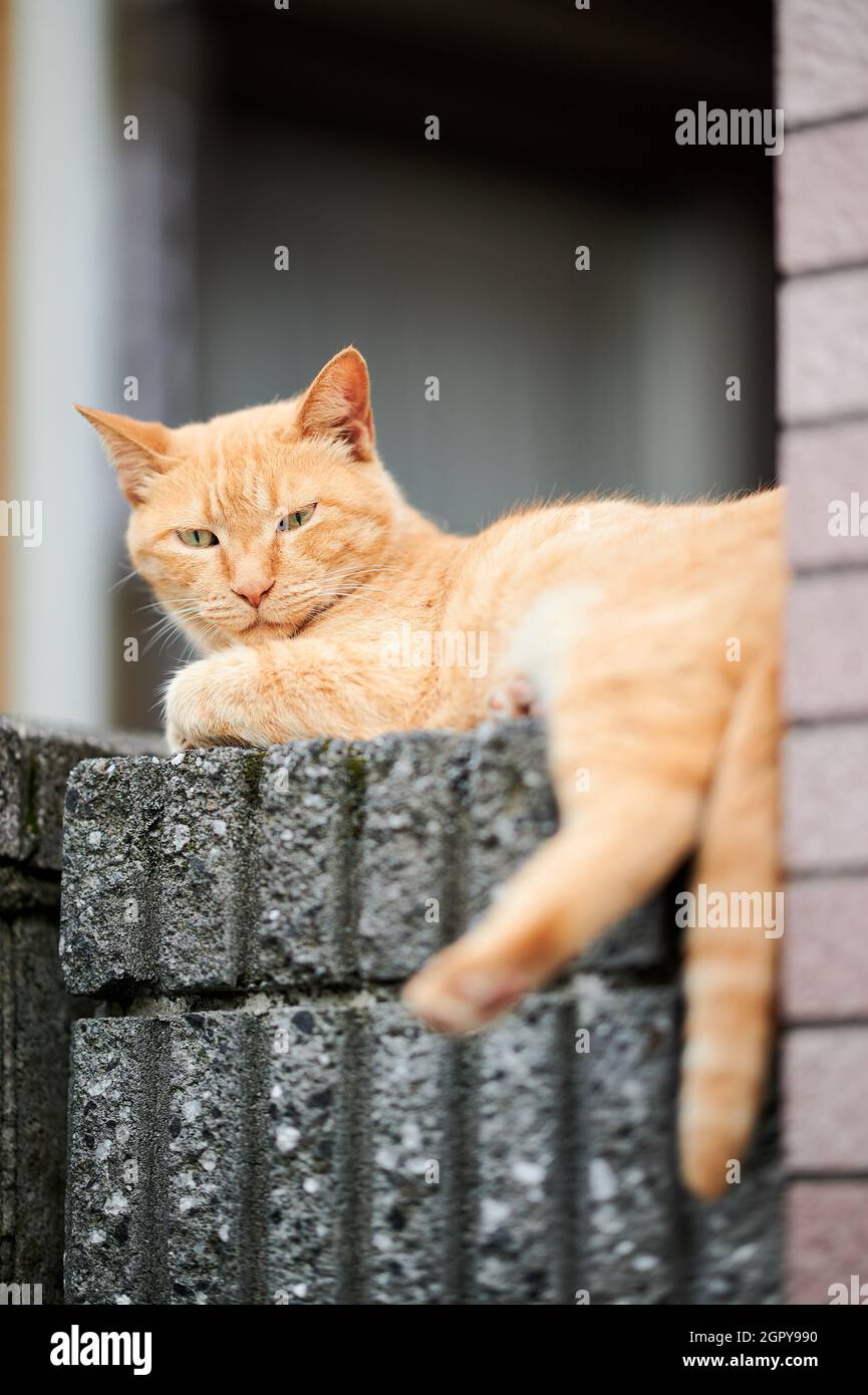 Cats looking backwards hi-res stock photography and images - Alamy