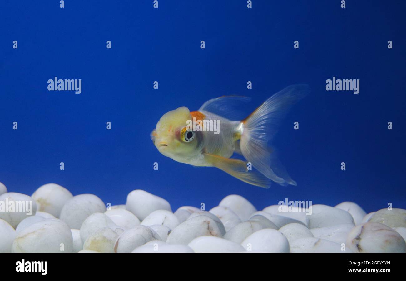 Gold fish ball hi-res stock photography and images - Alamy