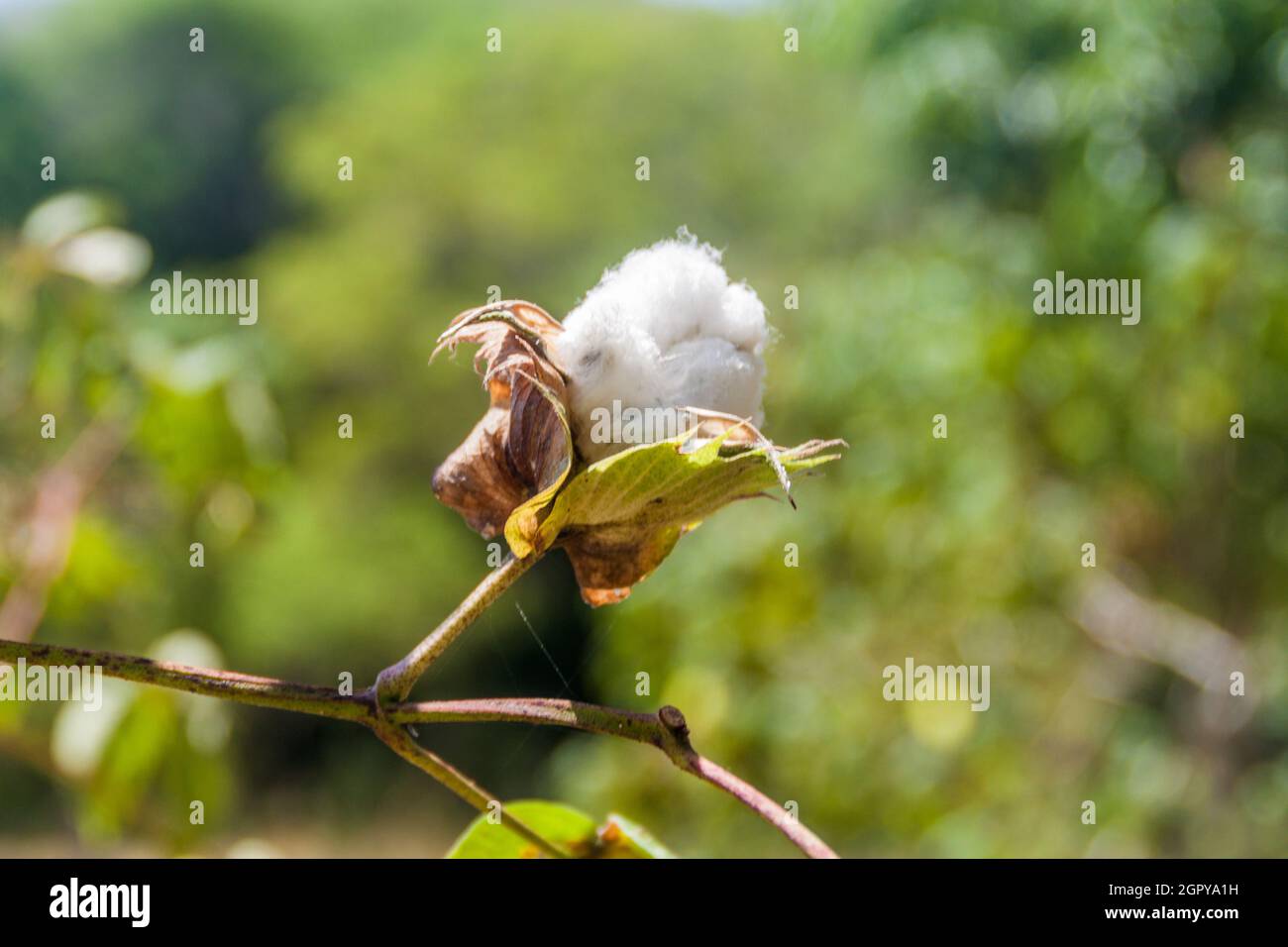 Cotton tree crop Stock Photo - Alamy
